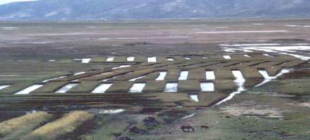 aerial picture of raised fields | Old School Garden