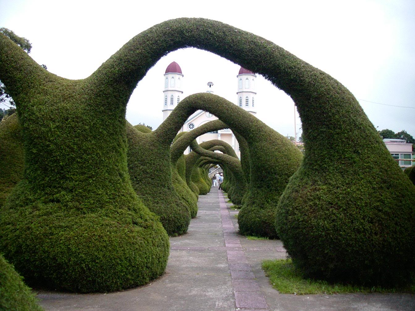 hedges | Old School Garden