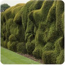 informal trimmed hedge | Old School Garden