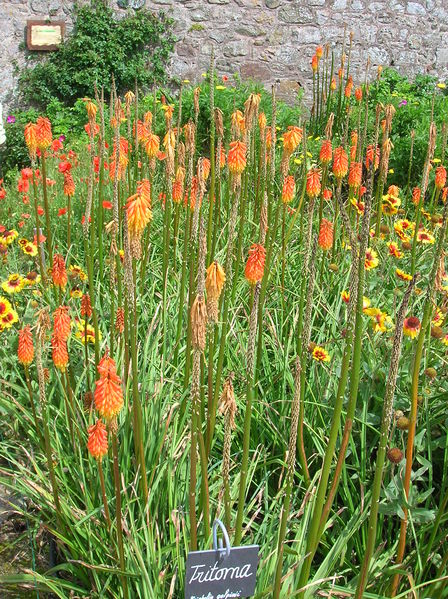 Tritoma group | Old School Garden