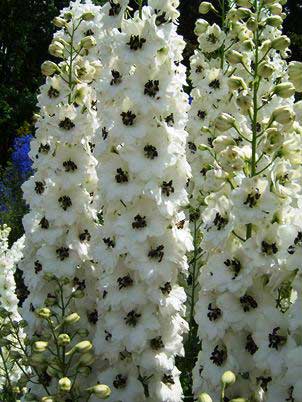 Plantax 14: Delphinium – all at sea | Old School Garden