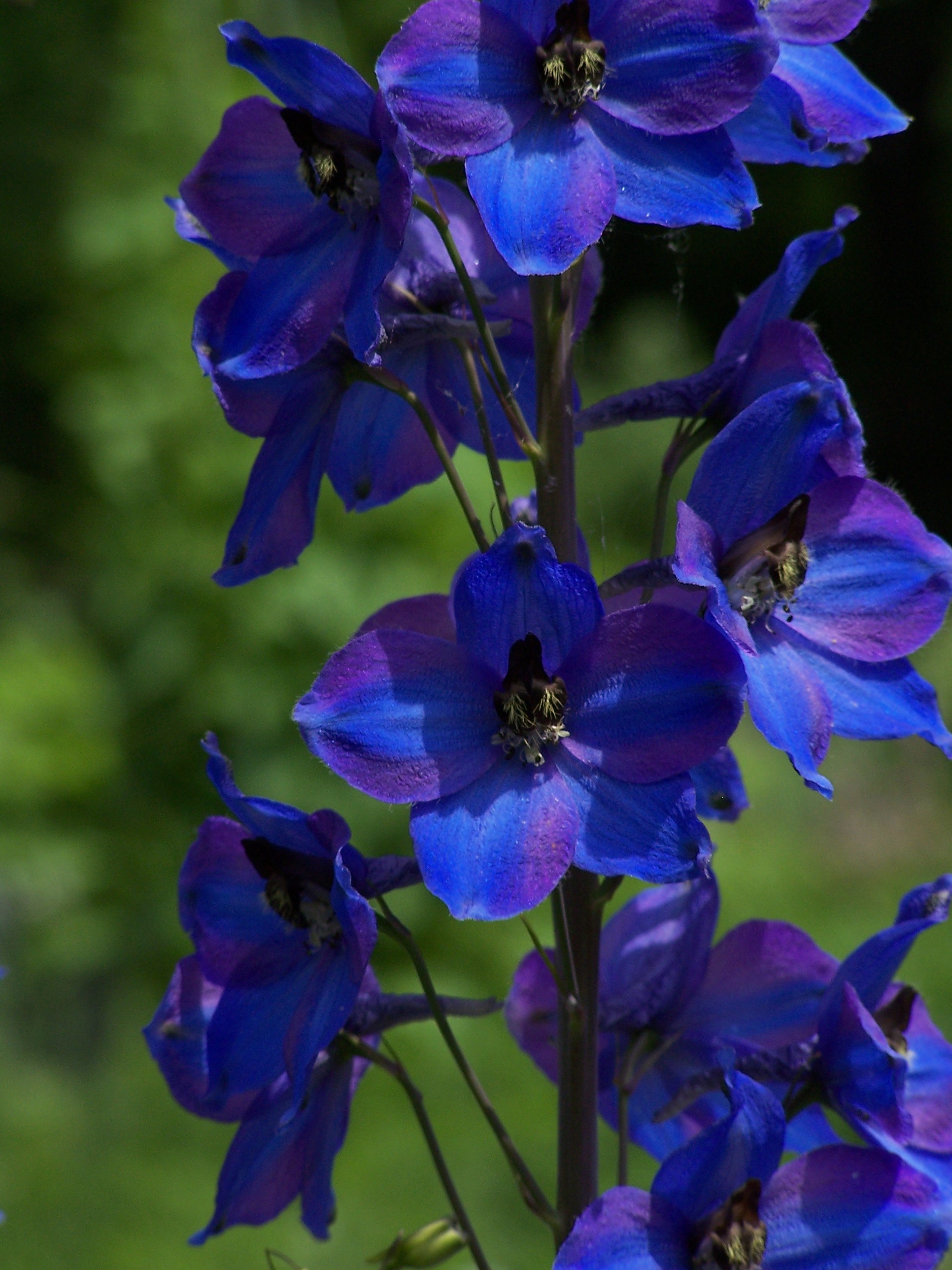 Plantax 14: Delphinium – all at sea | Old School Garden