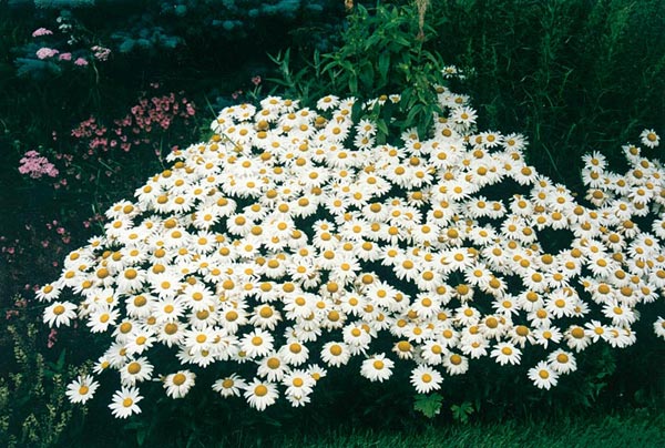 Leucanthemum x superbum Snowcap | Old School Garden