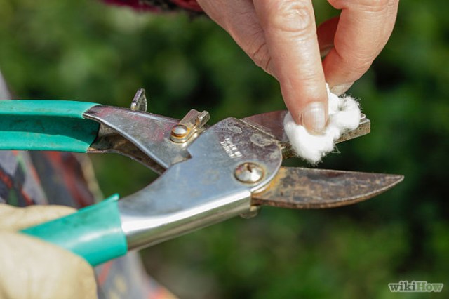 climber | Old School Garden