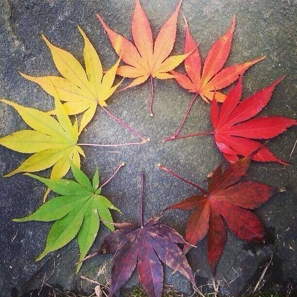 PicPost: Life Cycle of a Leaf | Old School Garden