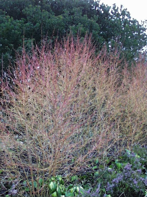 Plantax- the stories behind plant names | Old School Garden