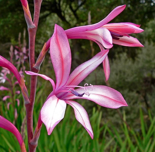 609px-Watsonia_pyramidata_3 | Old School Garden