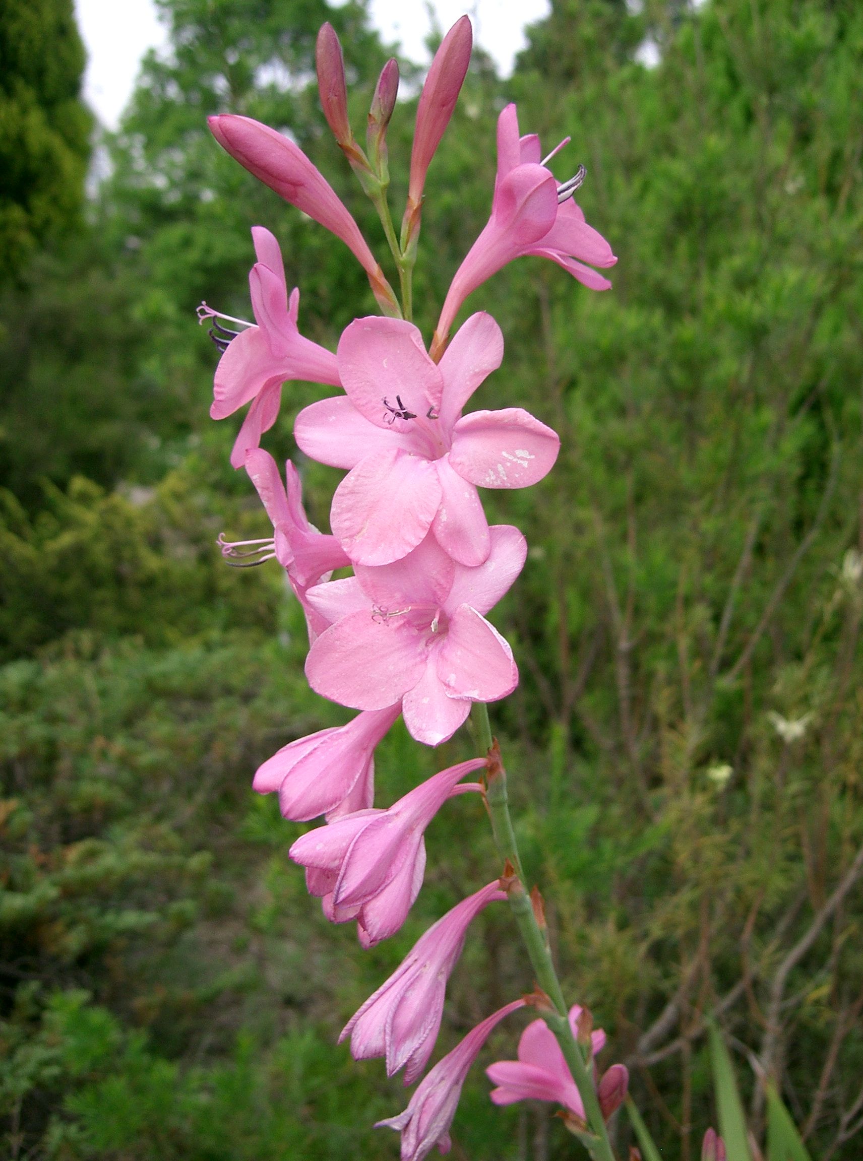 Watsonia_pyramidata_4 | Old School Garden