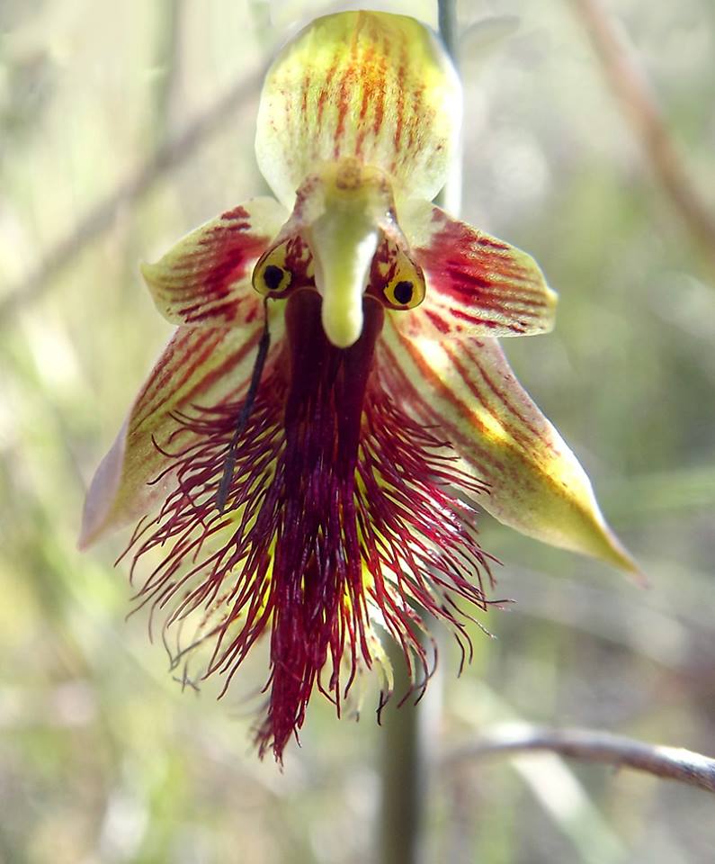 PicPost: Red Beard | Old School Garden
