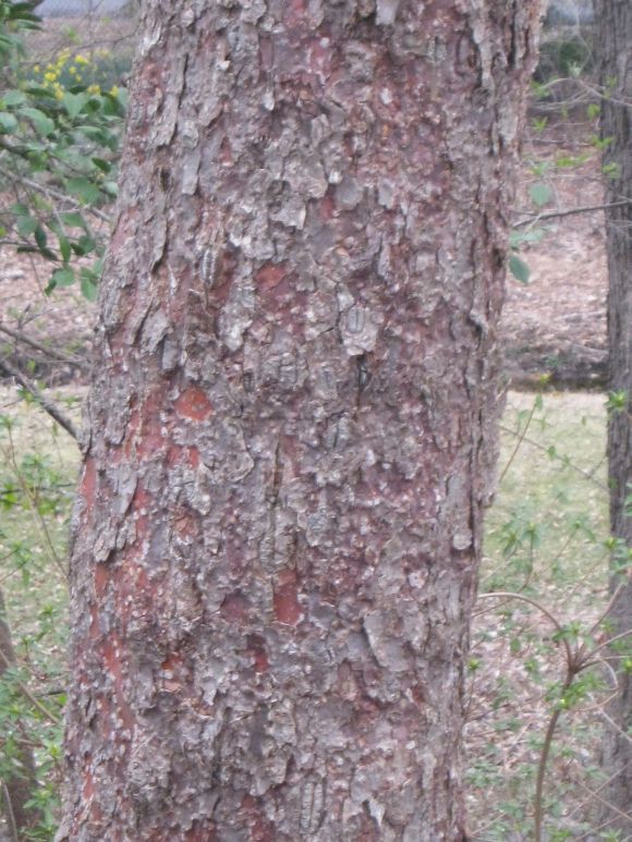 A -Z of Garden Trees: D is for Davidia involucrata | Old School Garden