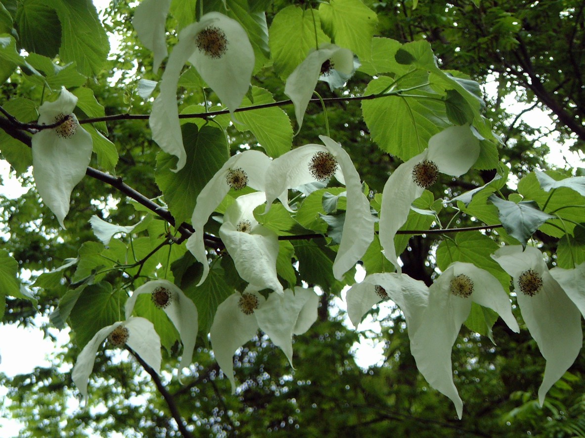 A -Z of Garden Trees: D is for Davidia involucrata | Old School Garden