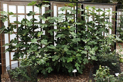 container | Old School Garden