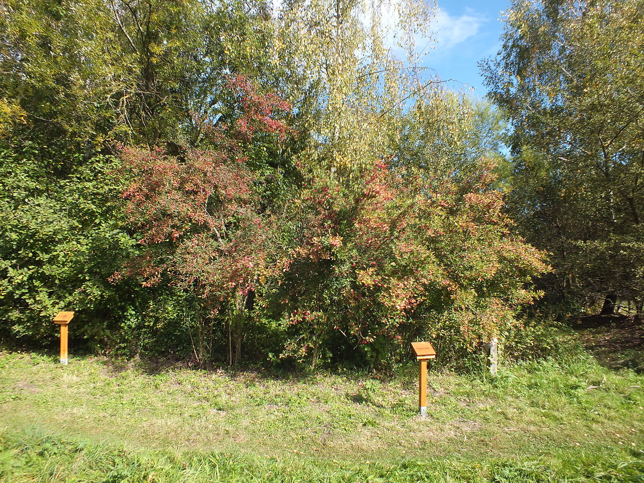 spindle trees | Old School Garden