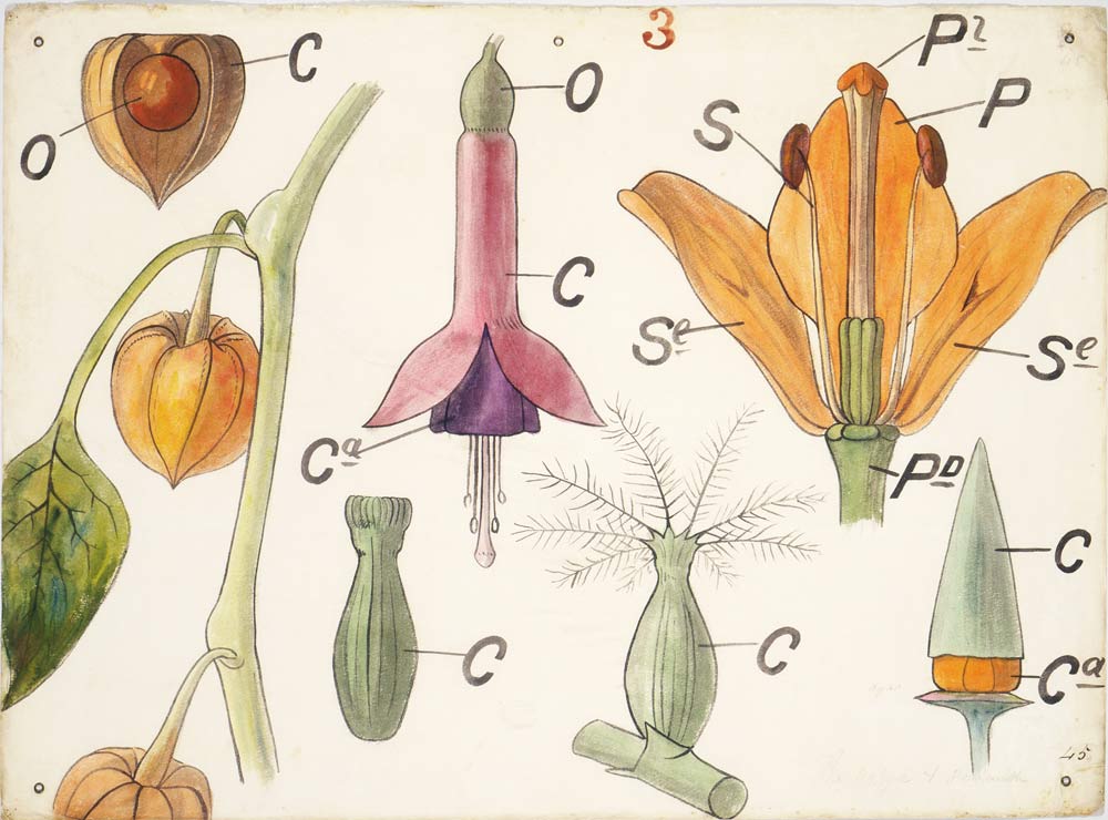 Botany at Bay | Old School Garden