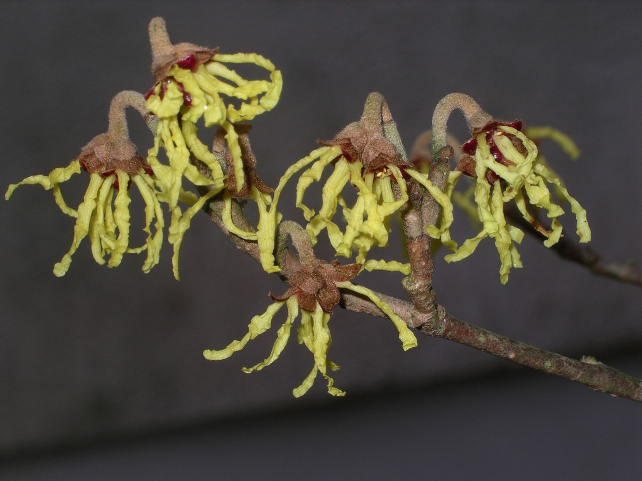 Hamamelis_flowers | Old School Garden