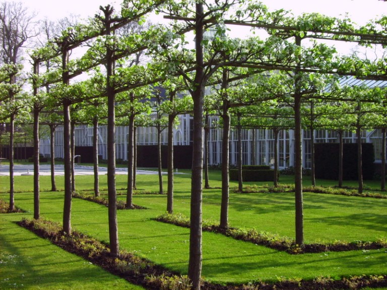 GQT: Pleached hedges | Old School Garden