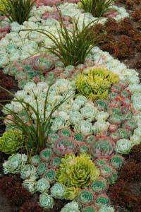 Planting Patterns #32 | Old School Garden
