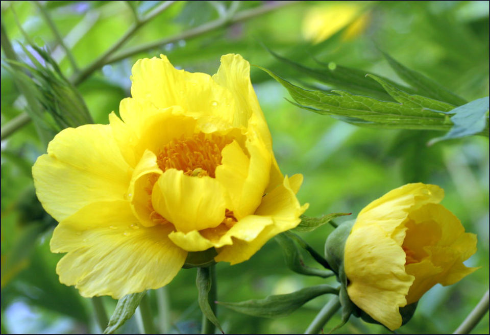 GQT: Trashed Tree Peony? | Old School Garden
