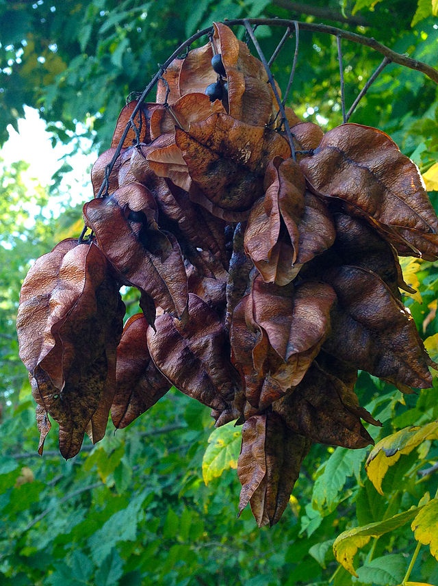 A -Z of Garden Trees: K is for Koelreuteria | Old School Garden