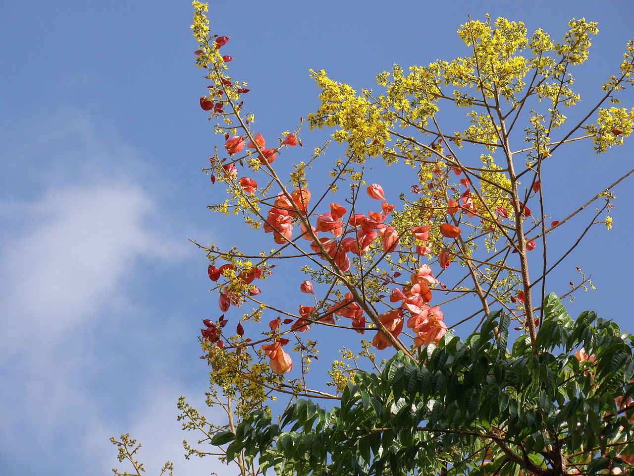 A -Z of Garden Trees: K is for Koelreuteria | Old School Garden
