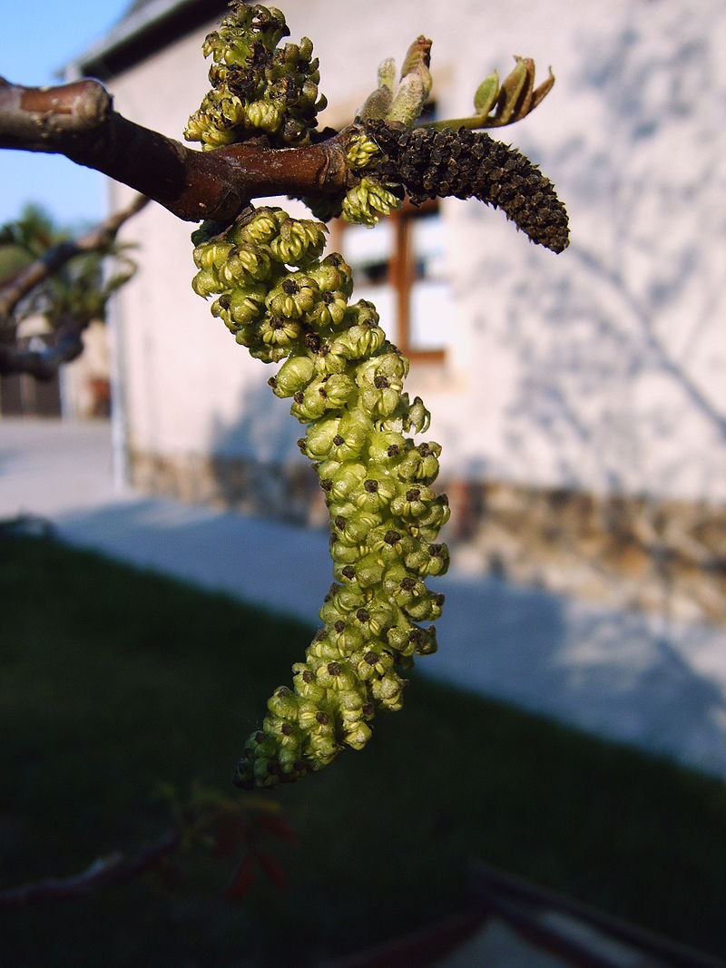 walnut flower | Old School Garden