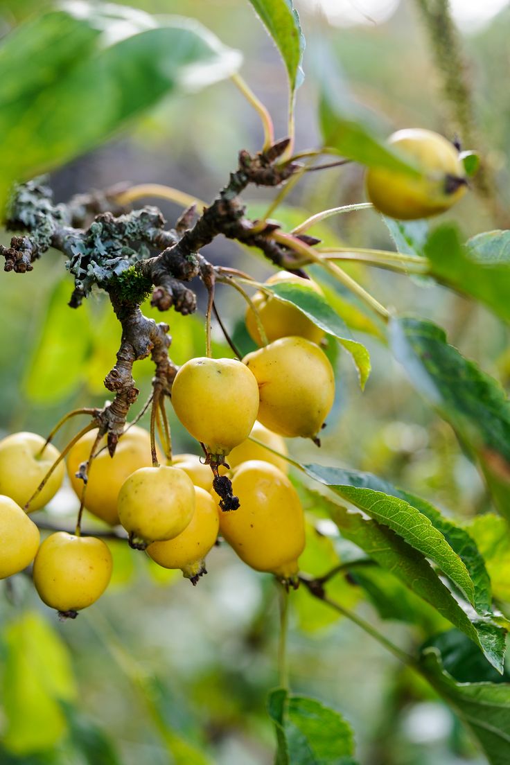 golden hornet fruit bbc | Old School Garden