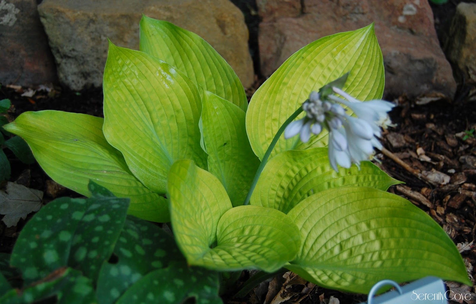 shade | Old School Garden