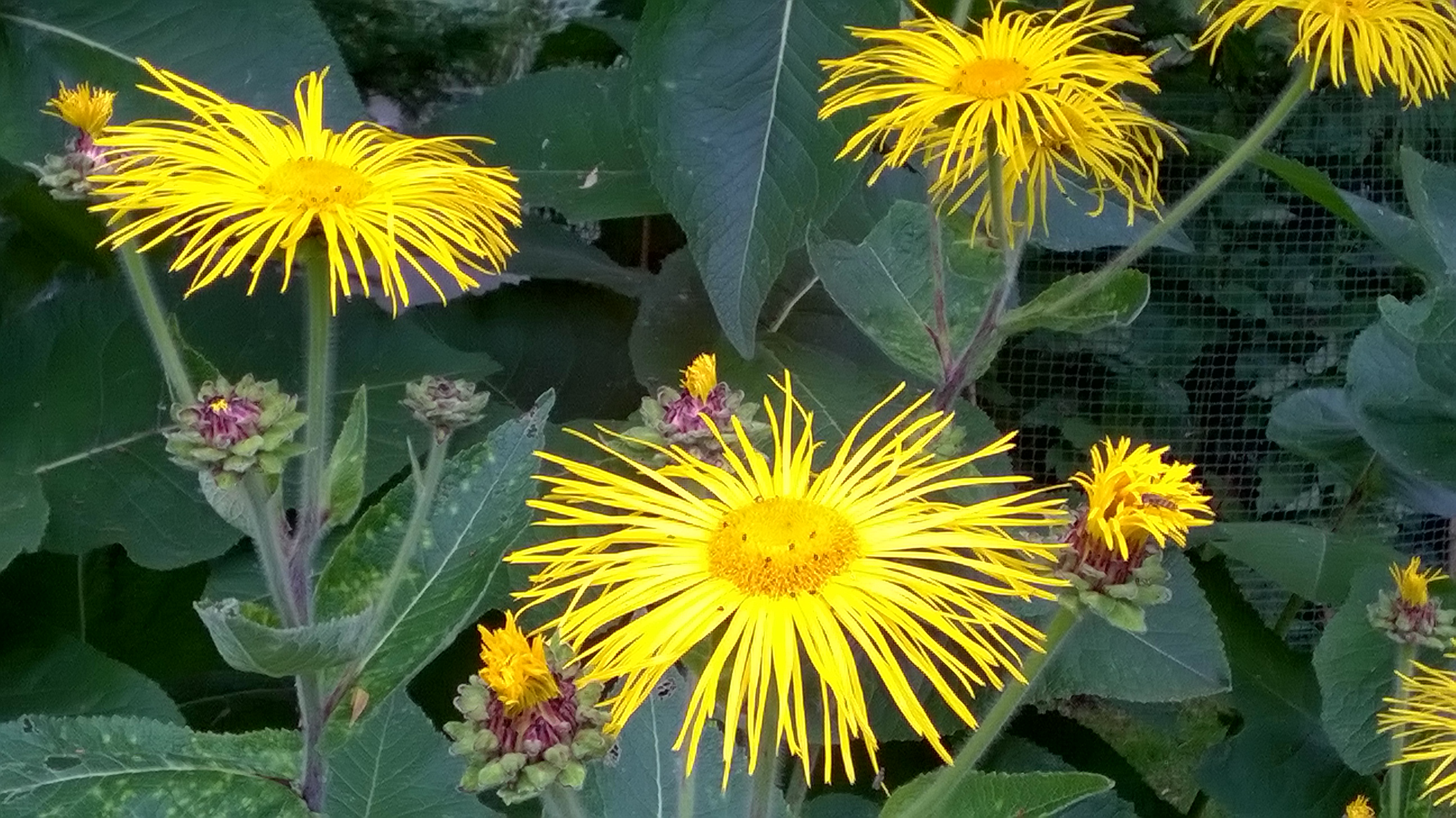 Corpusty Mill: a garden of smiles | Old School Garden