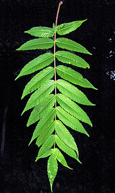 Rhus typhina | Old School Garden