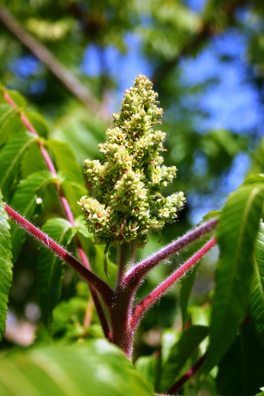 Rhus typhina | Old School Garden