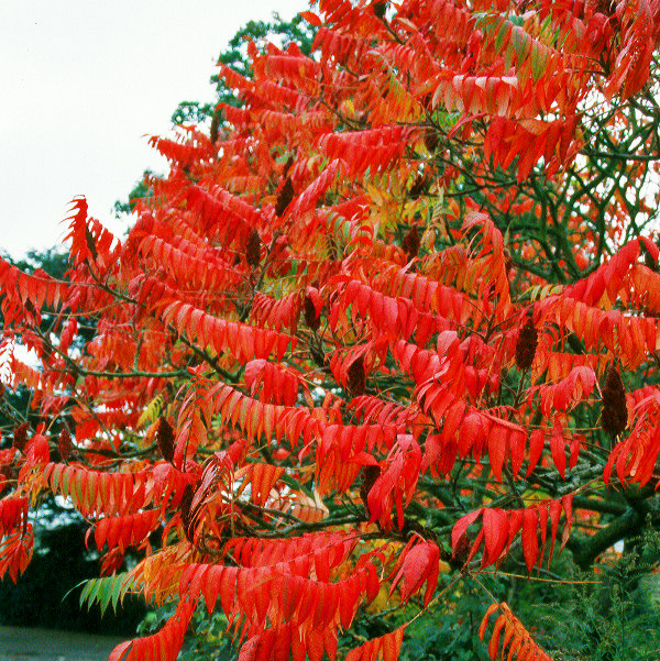 Rhus typhina | Old School Garden