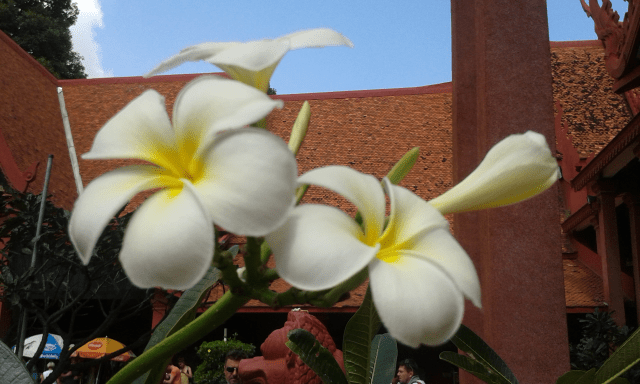 vietnam | Old School Garden