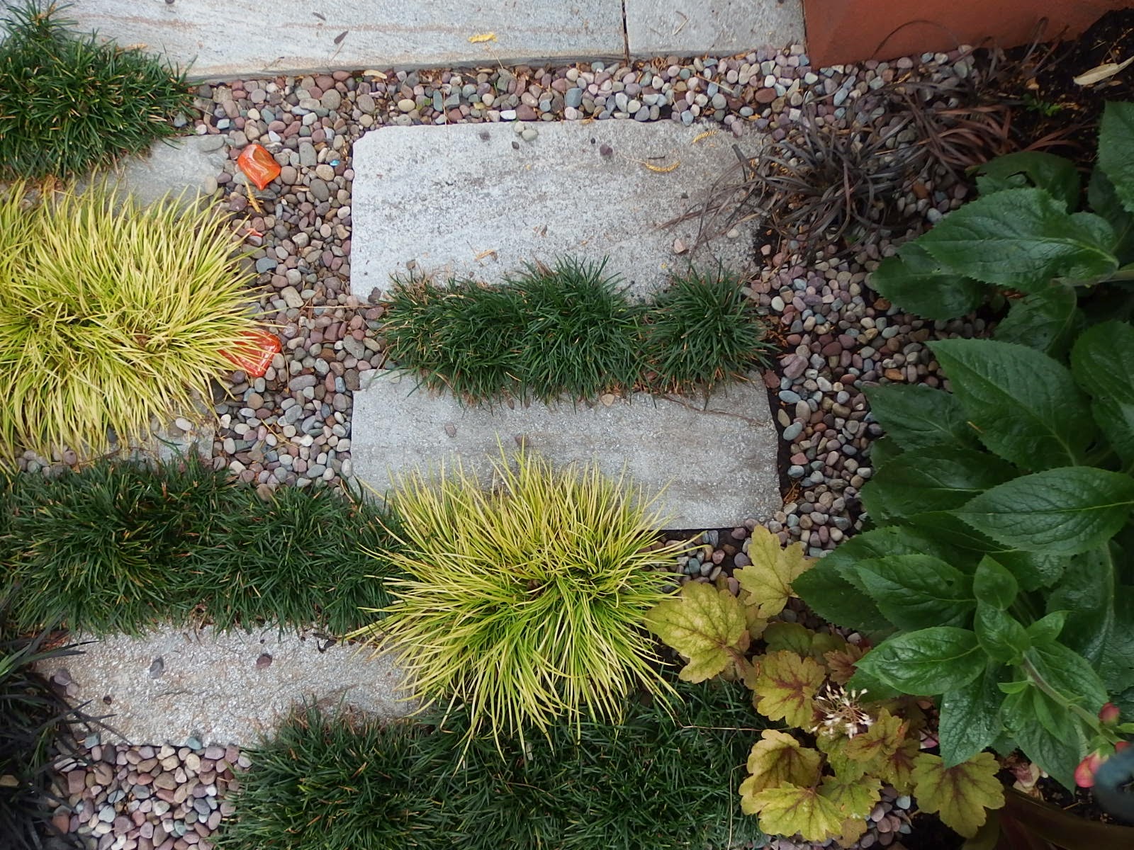 Top Tip: Perfect Paving Plants | Old School Garden