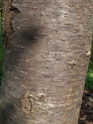 rowan bark | Old School Garden