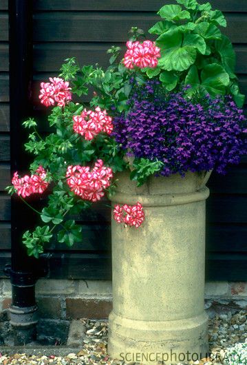 chimney pot planter | Old School Garden
