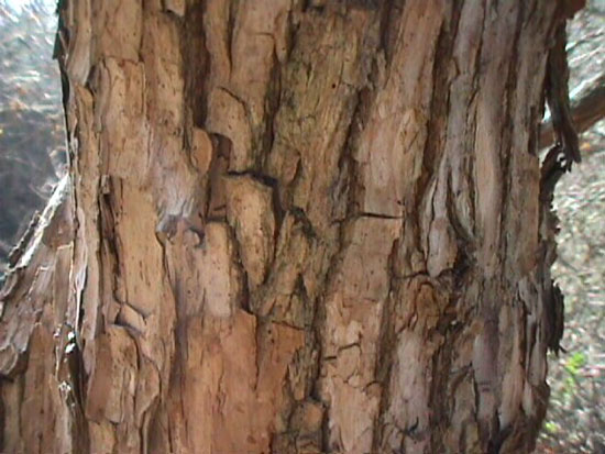 vitex-agnus-castus-rosea-bark | Old School Garden