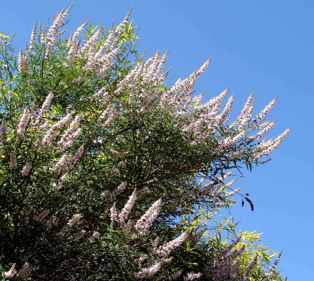 Vitex angus castus alba | Old School Garden