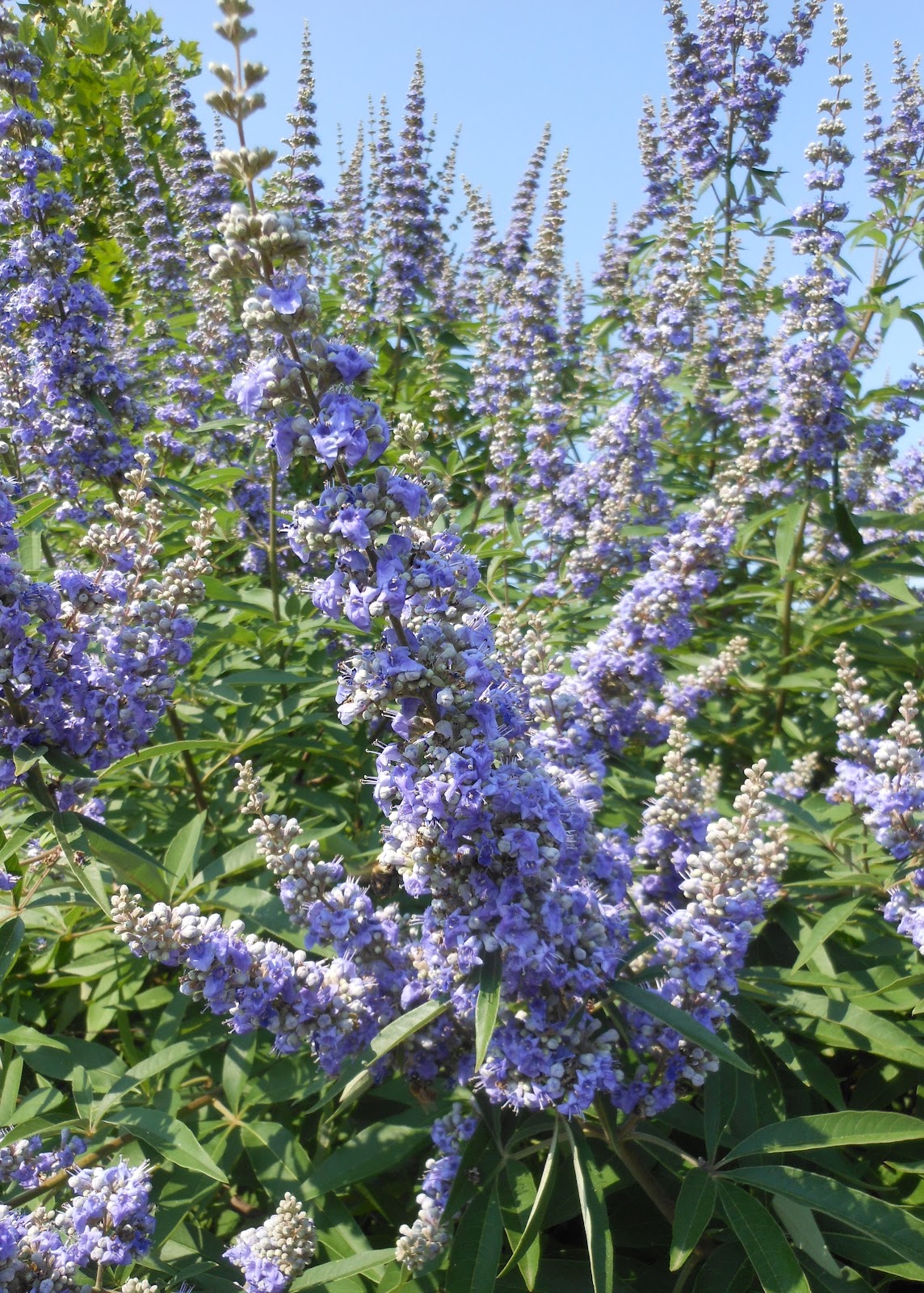 A-Z of Garden Trees | Old School Garden