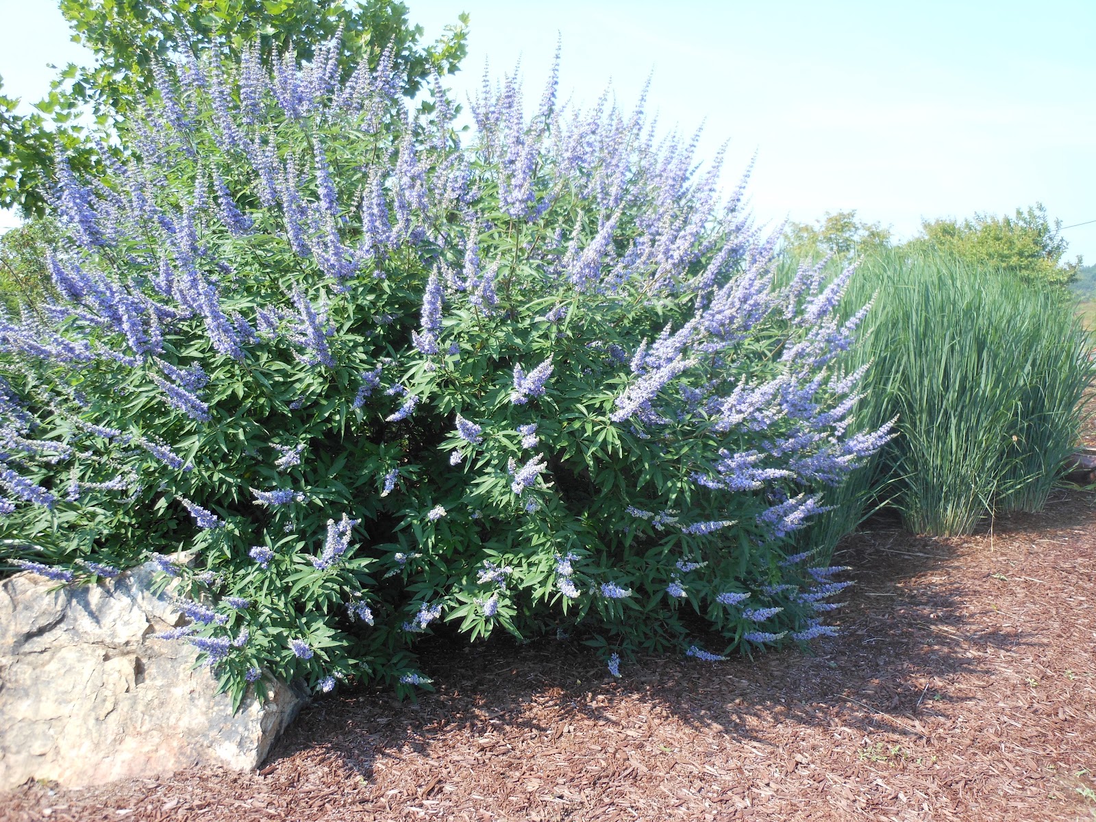 A-Z of Garden Trees | Old School Garden