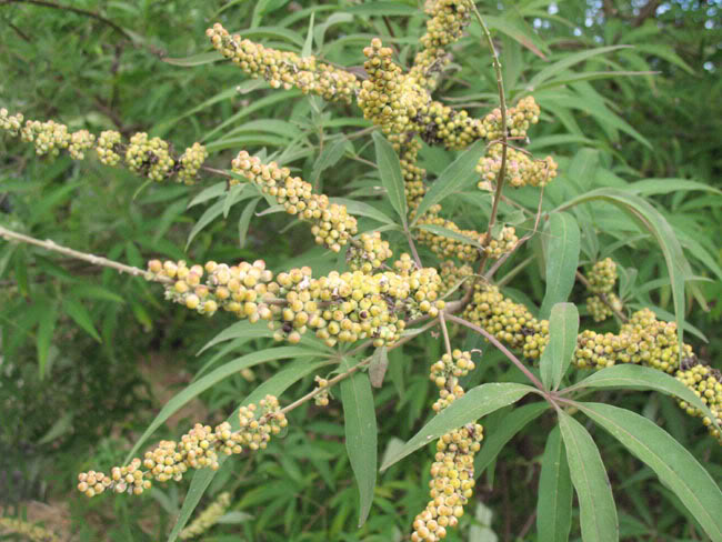 A-Z of Garden Trees | Old School Garden