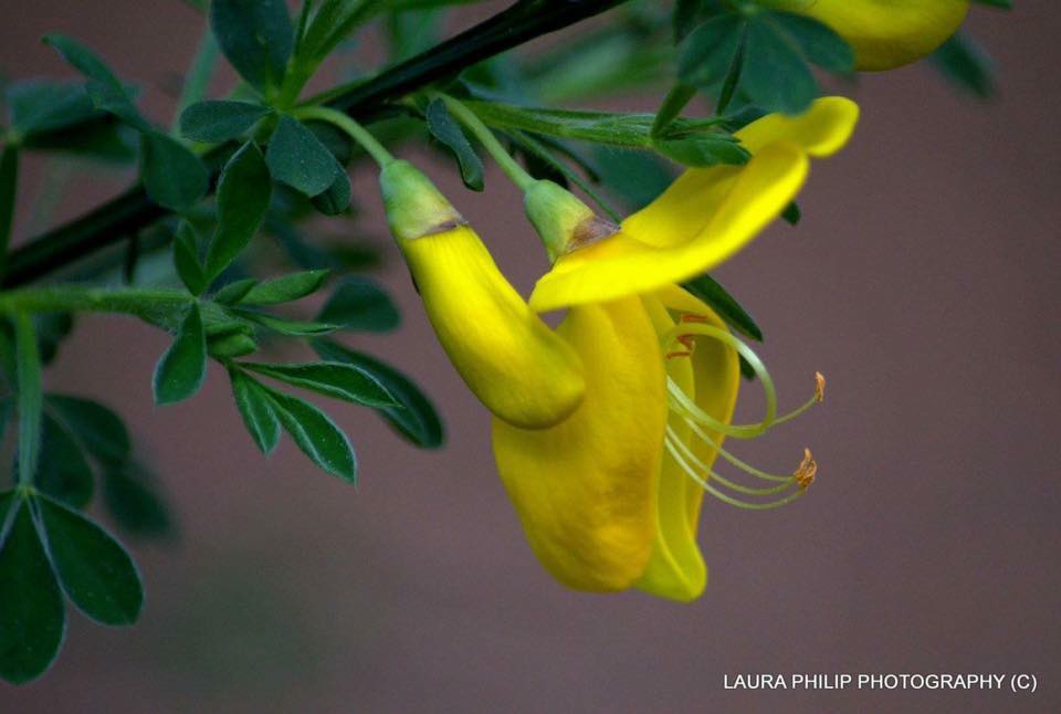 PicPost: Just hanging around | Old School Garden