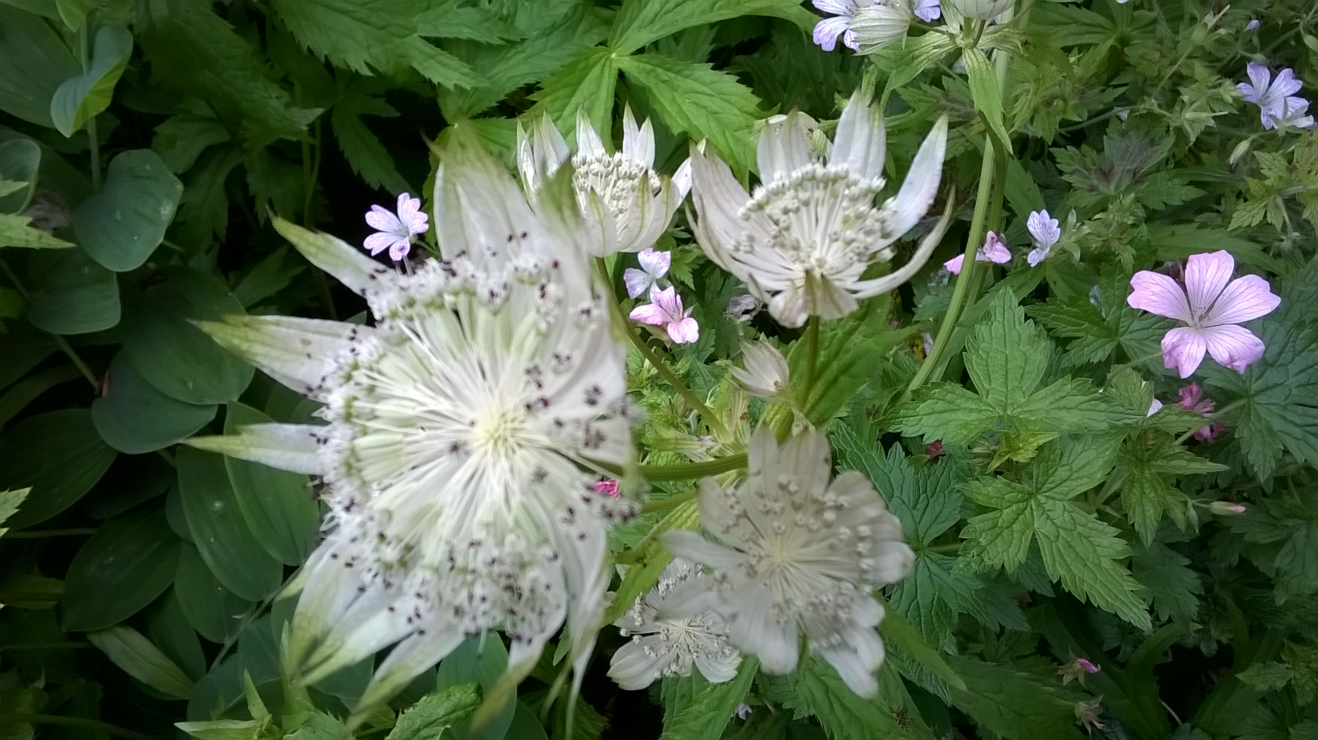 Great Garden @ West Barsham Hall | Old School Garden