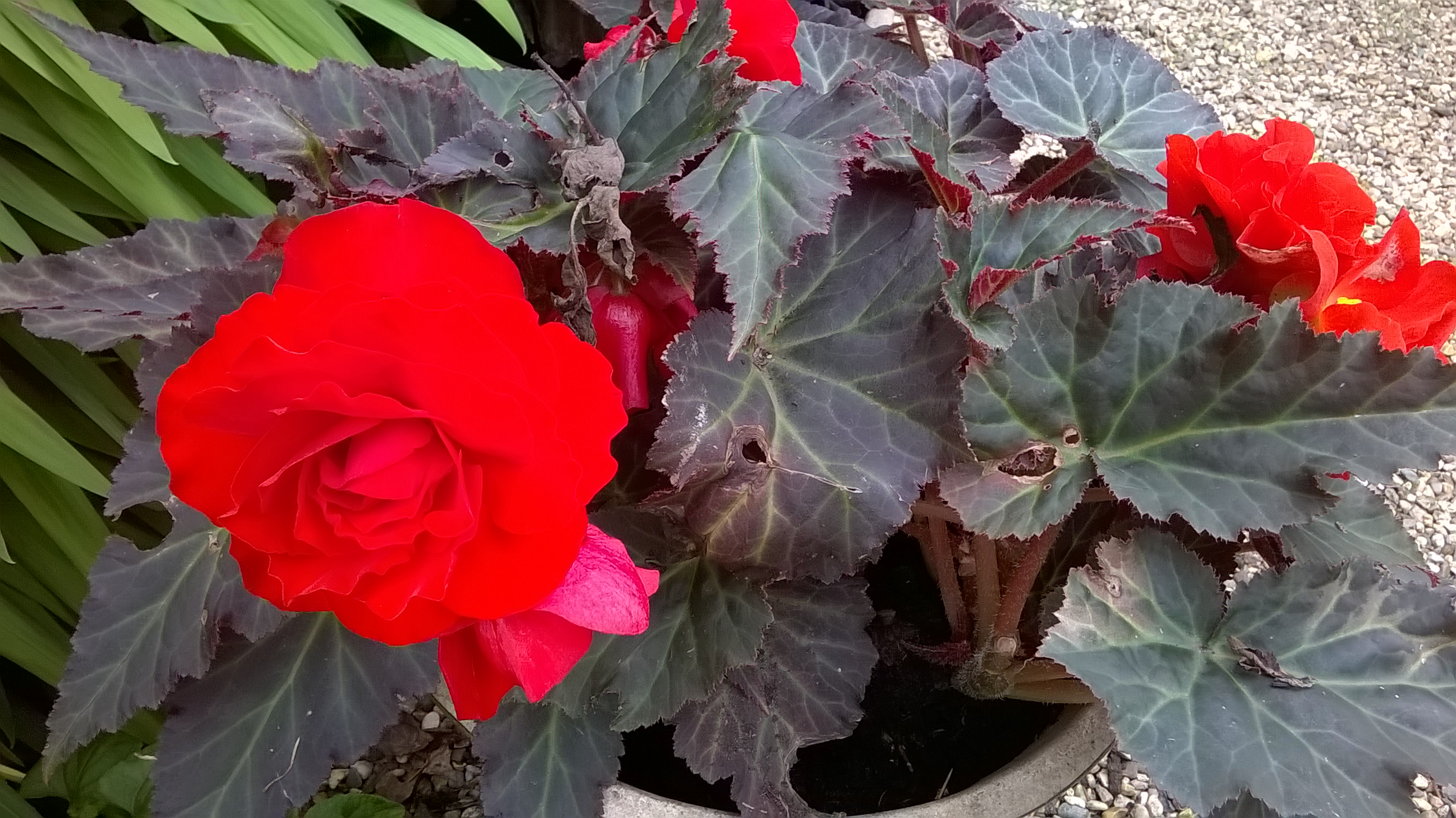 Great Garden @ West Barsham Hall | Old School Garden