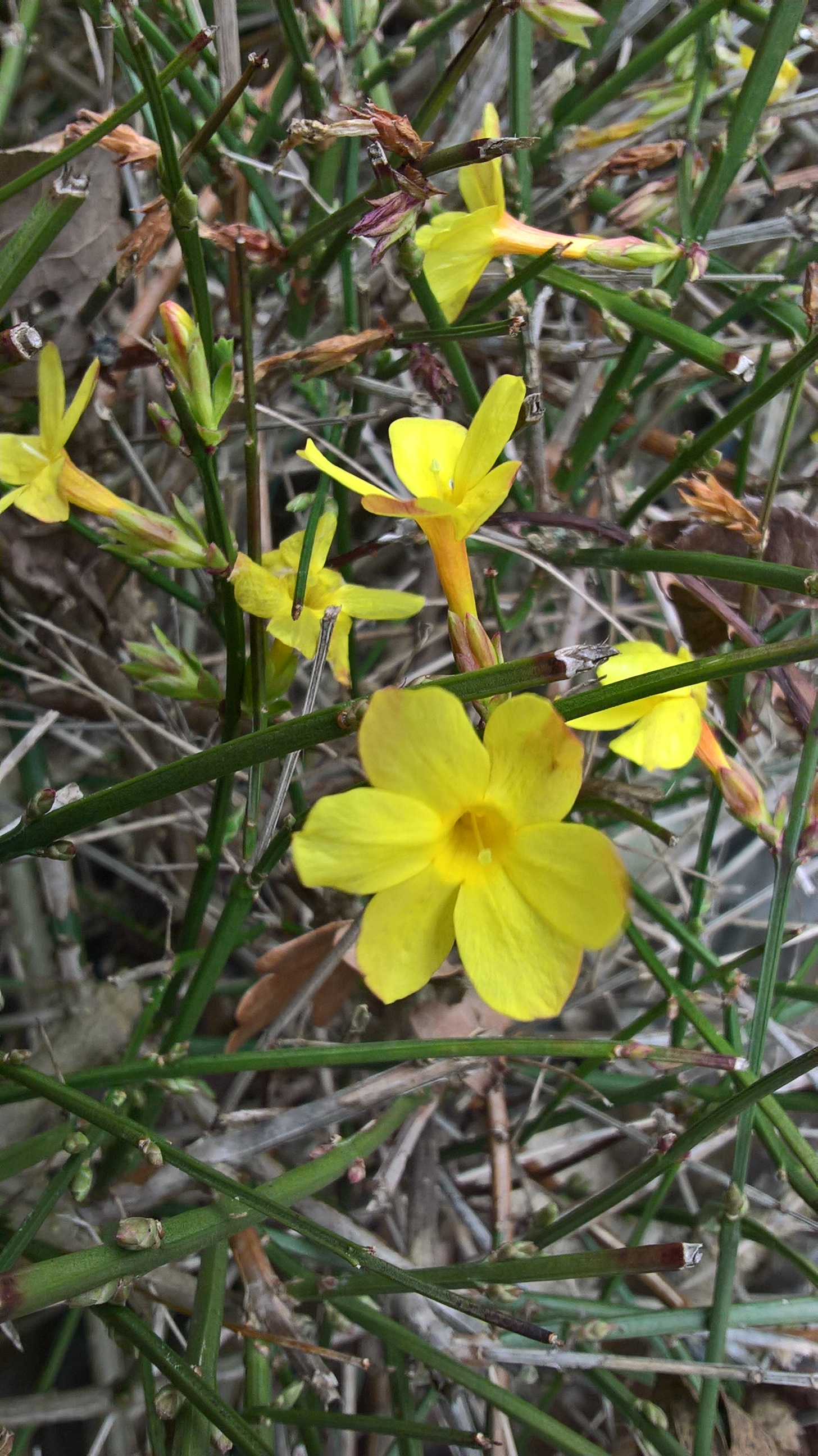 wp_20170225_12_17_25_pro | Old School Garden